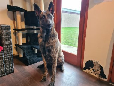 Homepage | Mrs Murrays Cat & Dog Home