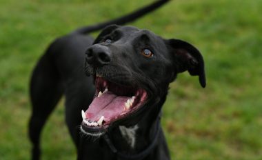 Homepage | Mrs Murrays Cat & Dog Home