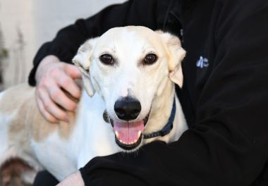 Homepage | Mrs Murrays Cat & Dog Home