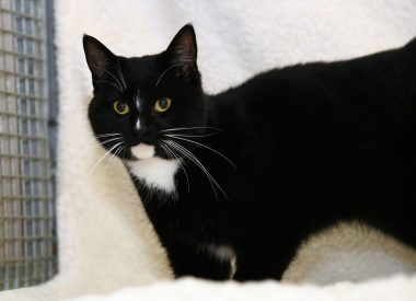 Rehome | Mrs Murrays Cat & Dog Home