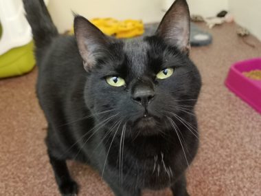 Rehome | Mrs Murrays Cat & Dog Home