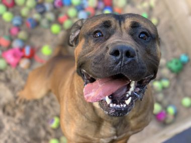 Homepage | Mrs Murrays Cat & Dog Home