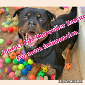 Homepage | Mrs Murrays Cat & Dog Home