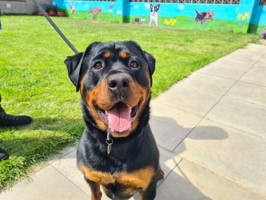 Homepage | Mrs Murrays Cat & Dog Home