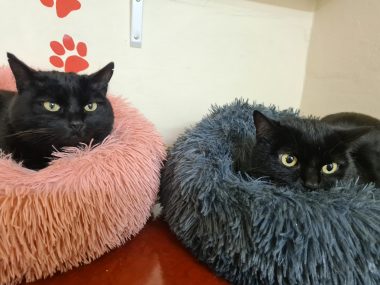 Homepage | Mrs Murrays Cat & Dog Home