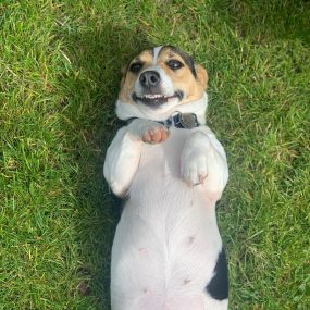 Rehome | Mrs Murrays Cat & Dog Home