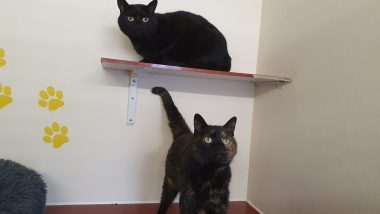 Rehome | Mrs Murrays Cat & Dog Home