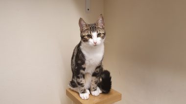 Rehome | Mrs Murrays Cat & Dog Home