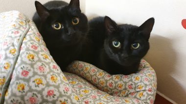 Homepage | Mrs Murrays Cat & Dog Home