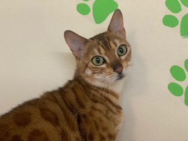 Rehome | Mrs Murrays Cat & Dog Home