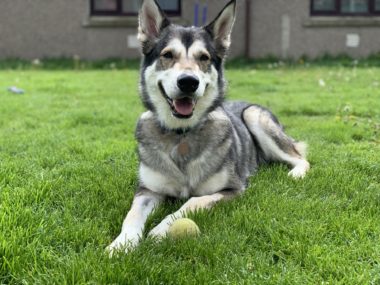 Rehome | Mrs Murrays Cat & Dog Home