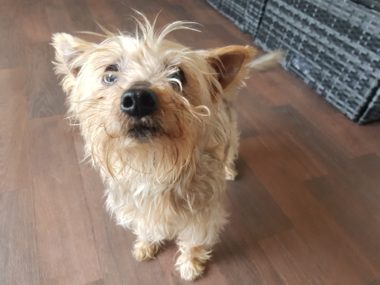 Rehome | Mrs Murrays Cat & Dog Home