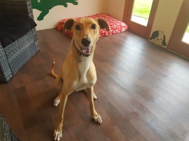 Rehome | Mrs Murrays Cat & Dog Home