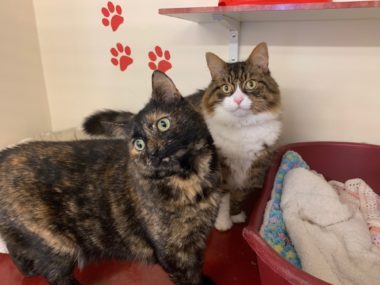 Rehome | Mrs Murrays Cat & Dog Home