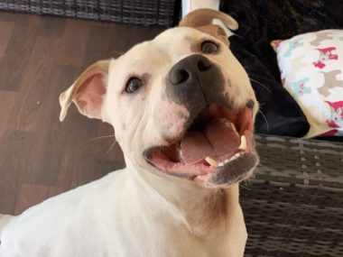 Rehome | Mrs Murrays Cat & Dog Home