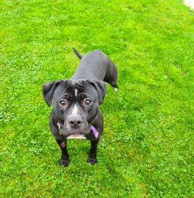 Rehome | Mrs Murrays Cat & Dog Home
