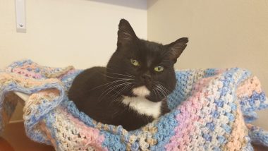 Homepage | Mrs Murrays Cat & Dog Home