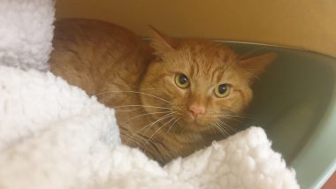 Rehome | Mrs Murrays Cat & Dog Home