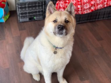 Rehome | Mrs Murrays Cat & Dog Home