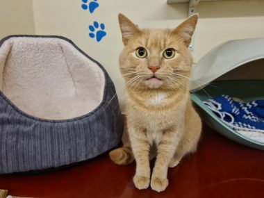 Rehome | Mrs Murrays Cat & Dog Home