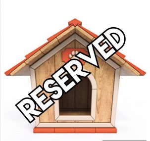 Homepage | Mrs Murrays Cat & Dog Home