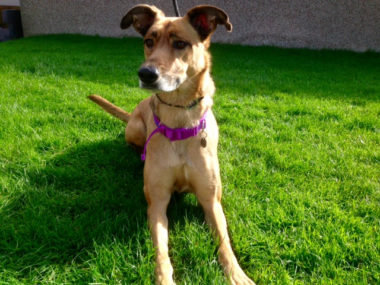 Homepage | Mrs Murrays Cat & Dog Home