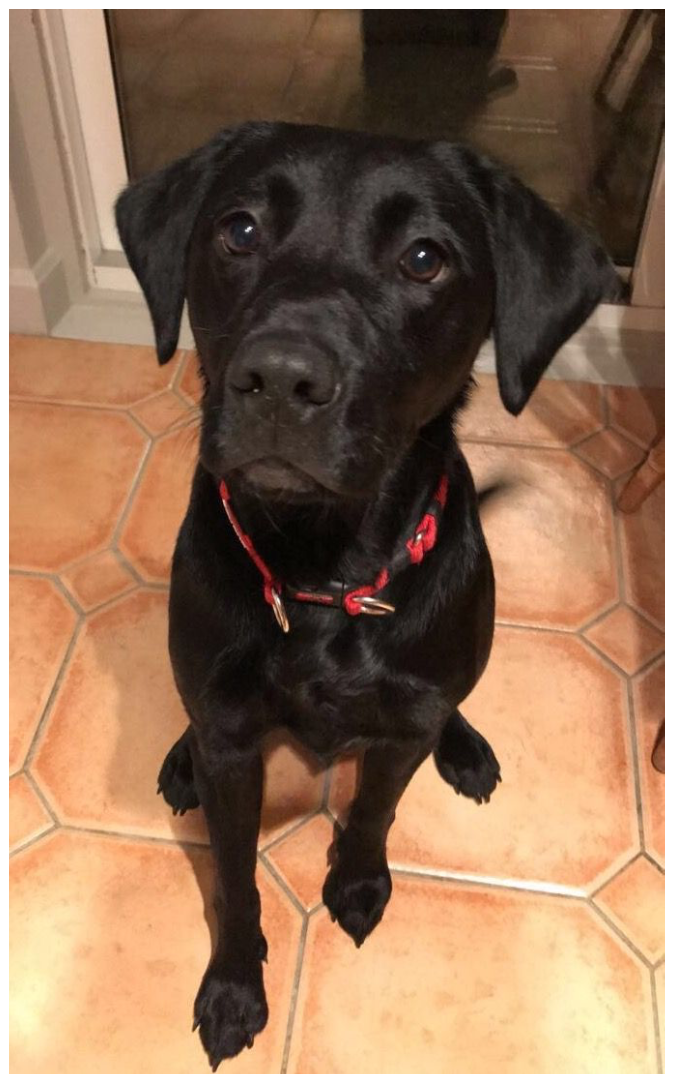 Skye | Mrs Murrays Cat & Dog Home