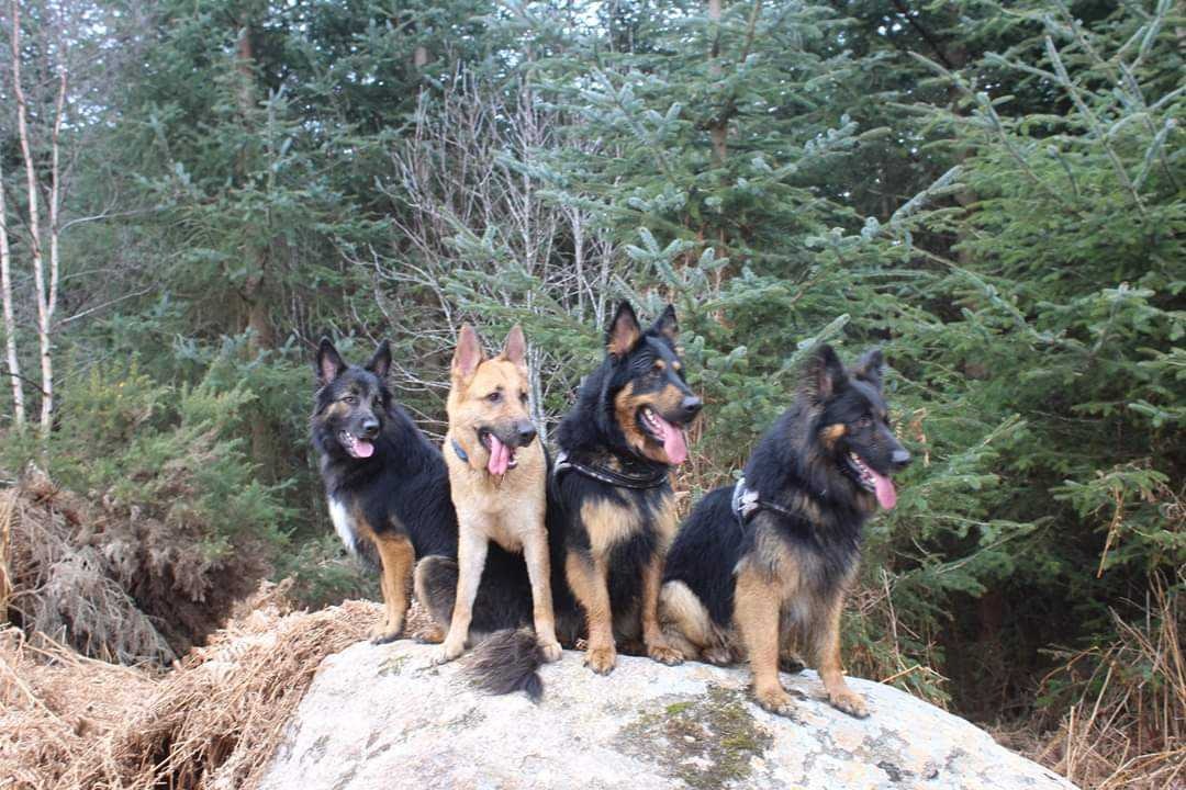 Banner | Mrs Murrays Cat & Dog Home