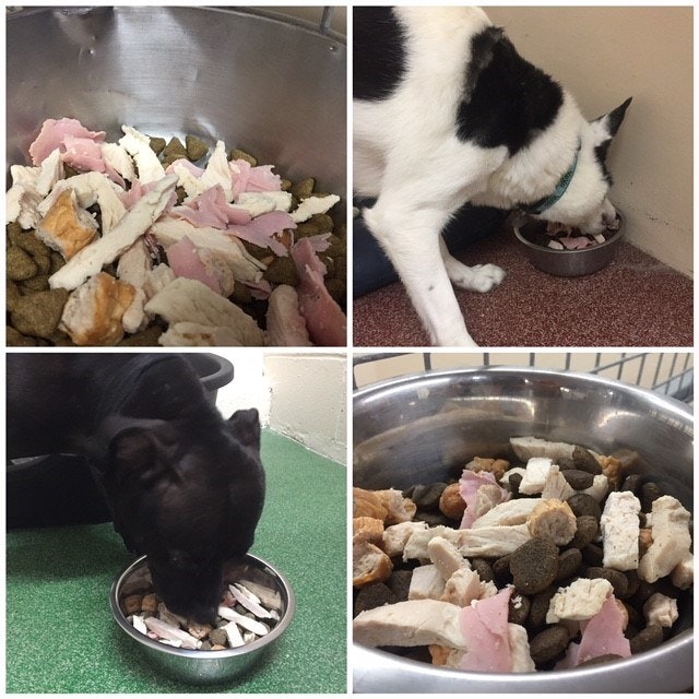 Mrs Murray's Cat & Dog Home | Mrs Murrays Cat & Dog Home